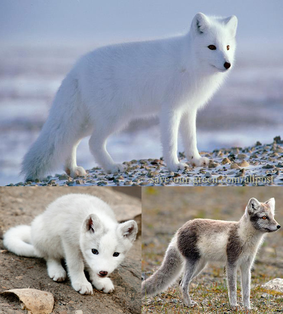 Arctic Fox Save Our Green Arctic Fox Save Our Green