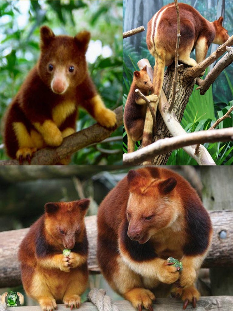 Tree Kangaroo - Save Our Green
