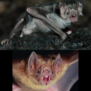 Common vampire bat - Save Our Green
