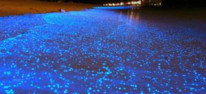 Incredible Glowing Algae and it's fact - Save Our Green