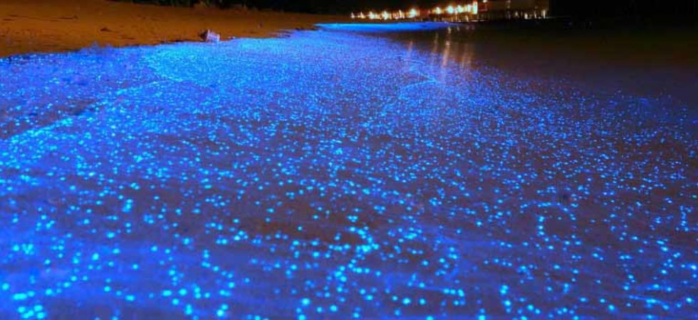 Incredible Glowing Algae and it's fact - Save Our Green