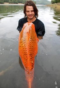 Probably World's largest Goldfish - Save Our Green