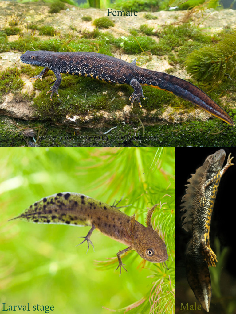 Great Crested Newt - Save Our Green