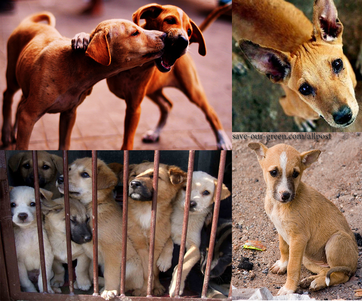 Street Dogs Forced To Become Infertile Save Our Green