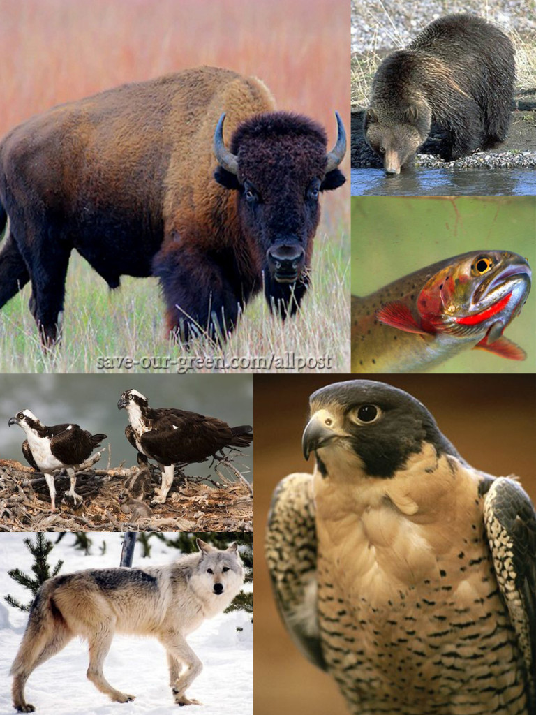 The Yellowstone National Park - Save Our Green