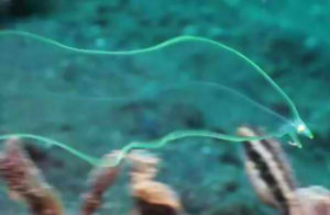 The Transparent Eel Larva or Leptocephalus larva - Save Our Green