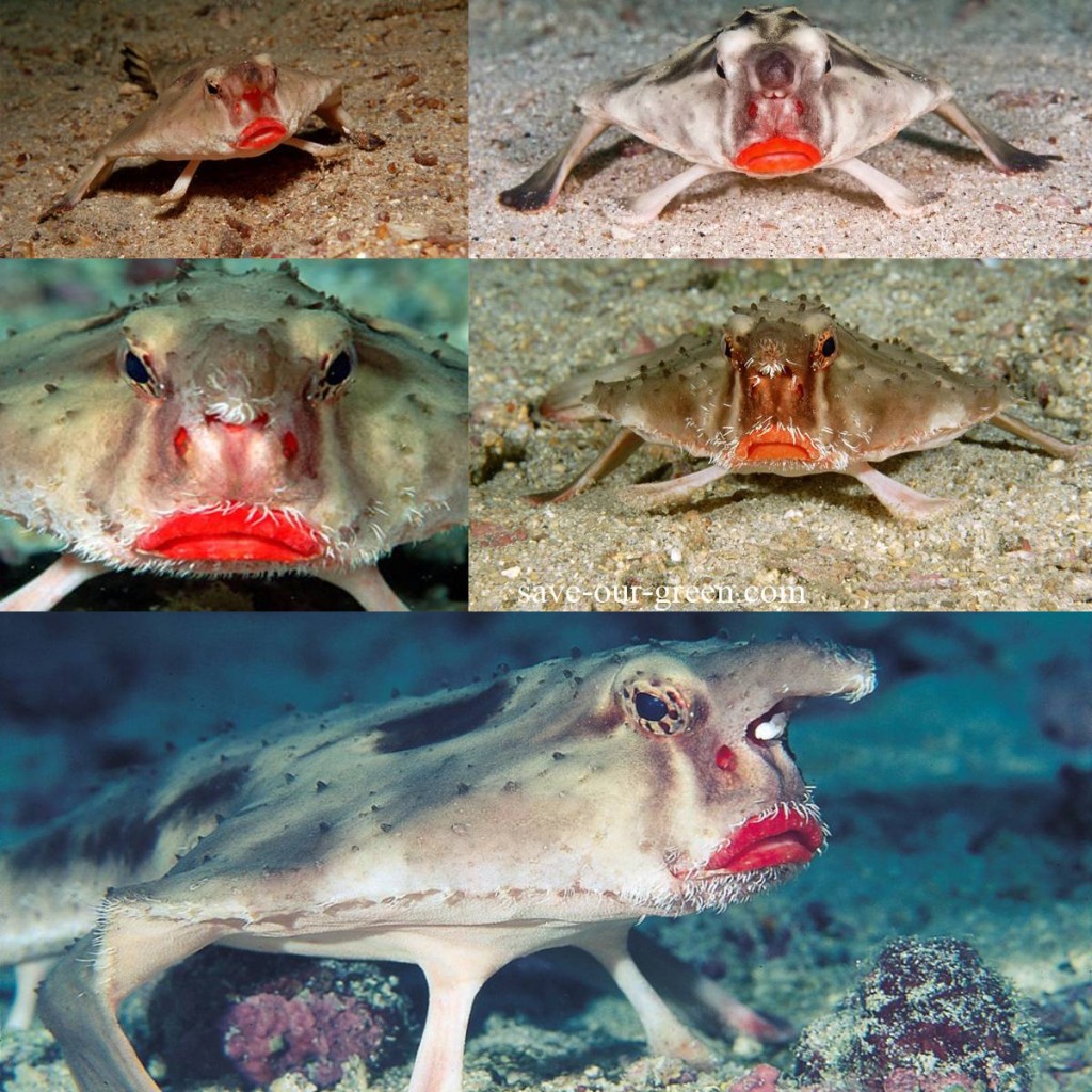 Red-lipped batfish - Save Our Green