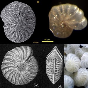 Elphidium - a shelled protozoan - Save Our Green