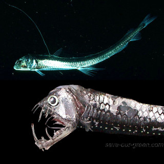 Viperfish - Save Our Green
