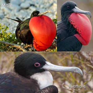 Interesting Frigate Bird - Save Our Green