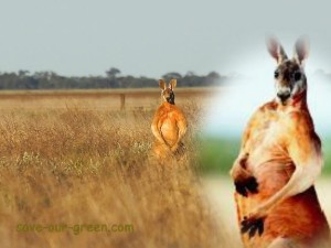 Male Kangaroos flex their biceps to woo mates - Save Our Green