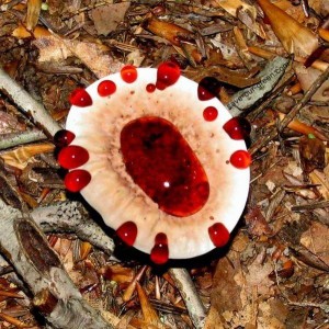 Bleeding tooth fungus - Save Our Green
