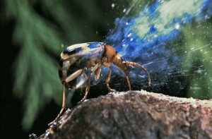 Bombardier beetle - Save Our Green
