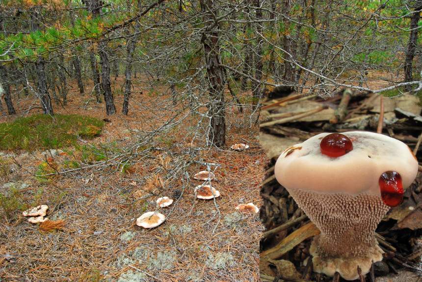 Bleeding tooth fungus - Save Our Green