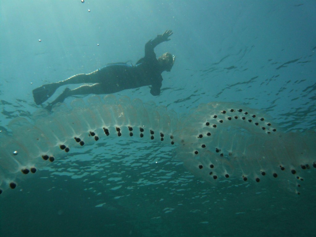 Salp or salpa - Save Our Green