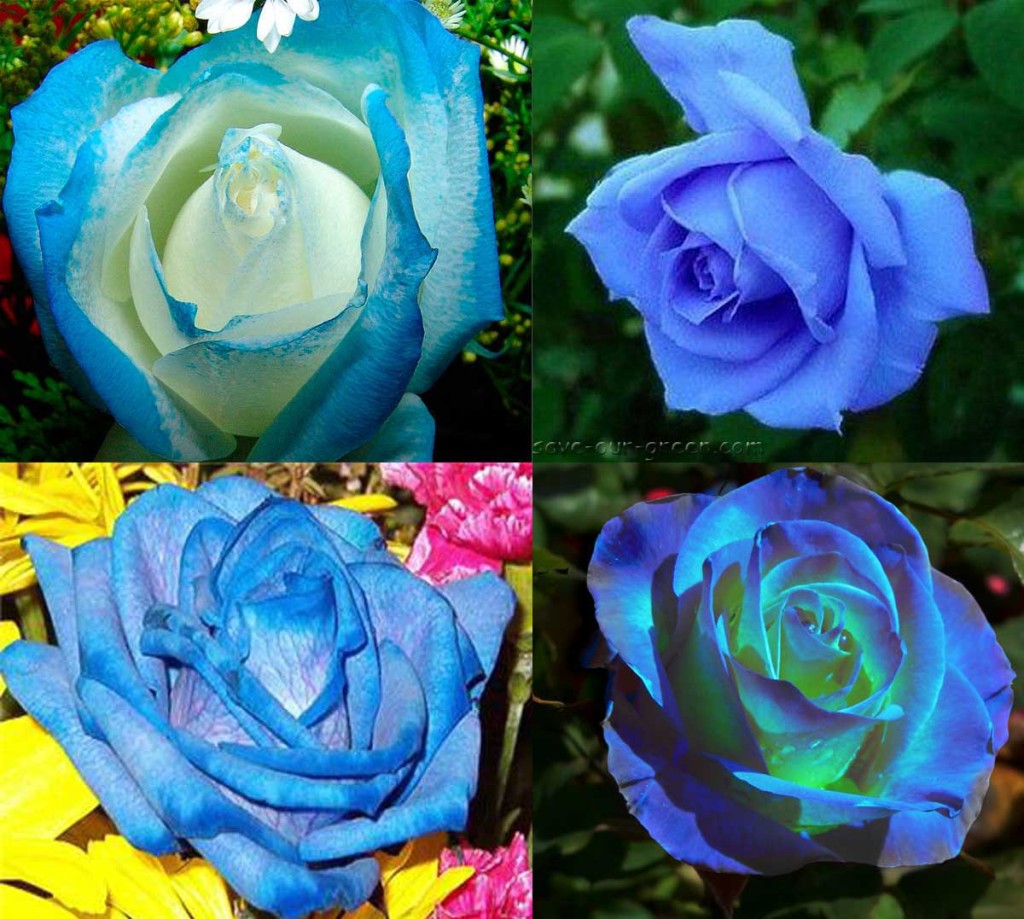 Real fact of Blue Rose - Save Our Green