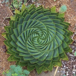 Beautiful spiral aloe - Save Our Green