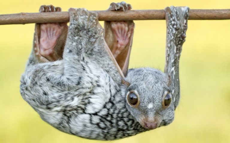 The Sunda flying lemur or Malayan colugo - Save Our Green