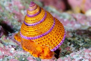 Intersting Jeweled Topsnail - Save Our Green