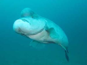 Asian Sheepshead Wrasse, А wеіrd-lооkіng fіsh - Save Our Green