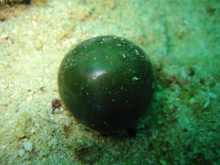 Importance of Valonia ventricosa - Save Our Green