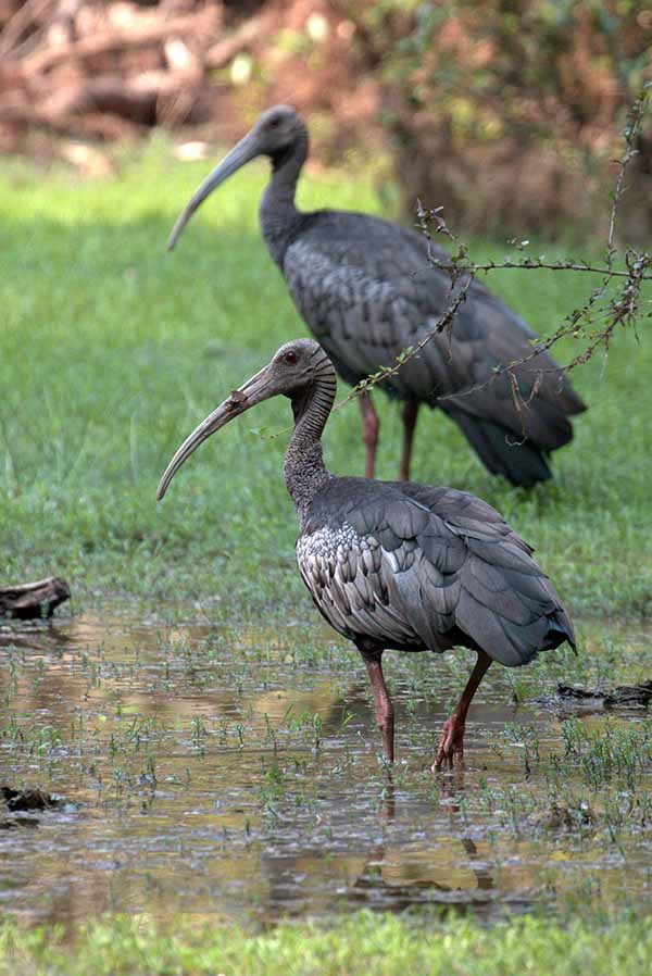 Cambodia's National Bird, Giant Ibis - Save Our Green