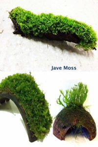 A delicate moss, Java Moss - Save Our Green