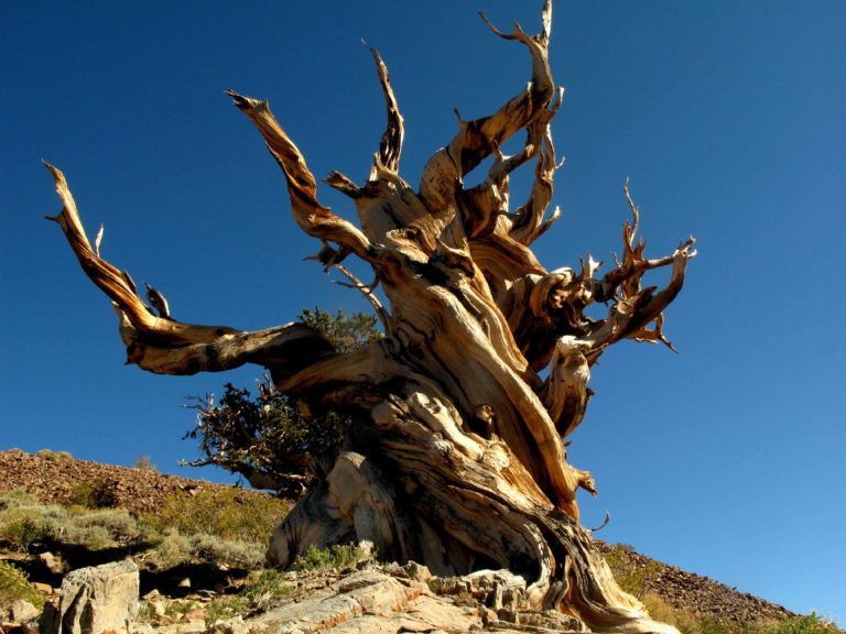 Great Trees In The World - Save Our Green